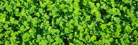 세인트 패트릭의 날을 위한 녹색 클로버 잎으로 아름다운 배경 배너 공간을 복사합니다 St Patricks Day에 대한 스톡 사진 및 기타 이미지 St