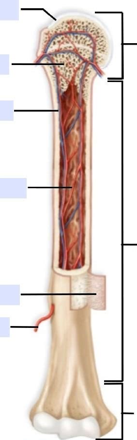 Bone Structure Flashcards Key Terms Definitions For Biology Flashcards Quizlet Bone Structure Flashcards Key Terms Definitions For Biology Flashcards Quizlet