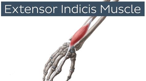 Extensor Indicis Definition Origin Proprius Function And Pictures