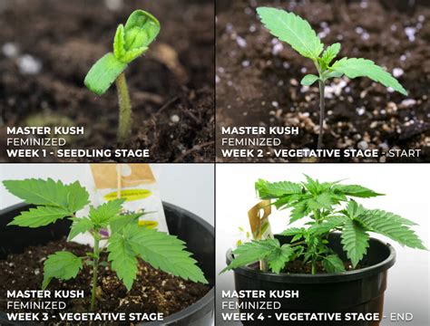 Vegetative Stage Of Cannabis Optimise Growth Potential Sensi Seeds