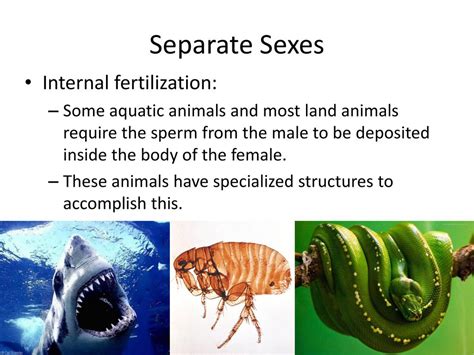 Methods Of Sexual Reproduction Ppt Download