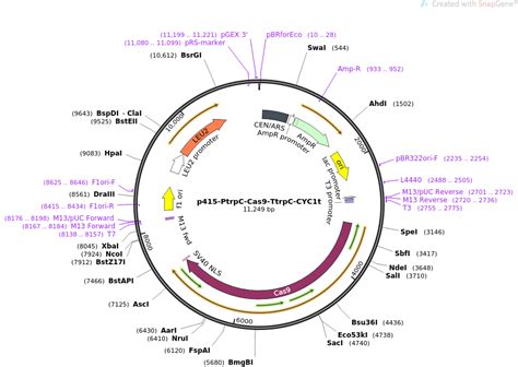 P415 Ptrpc Cas9 Ttrpc Cyc1t载体图谱质粒图谱、序列、价格、抗性、测序引物、大小等基本信息 生物风载体