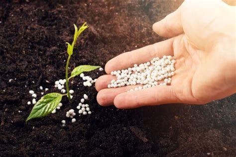 How To Choose Fertilizer A Comprehensive Guide Seeds To Seedlings