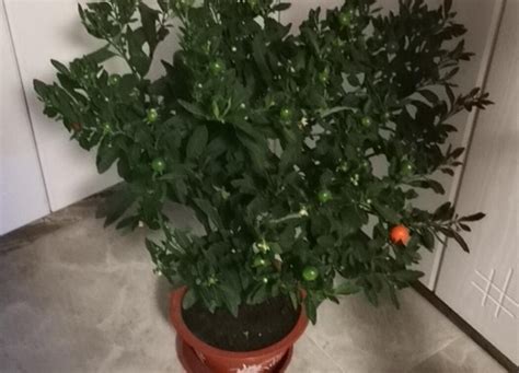 做销售工作的人适合养什么花 植物说