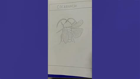 🪳cockroach🪳biological Drawing In Short🪳💫🖌 Youtube
