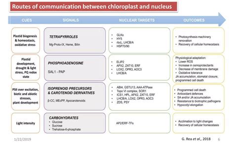 Retrograde Signalling Ppt