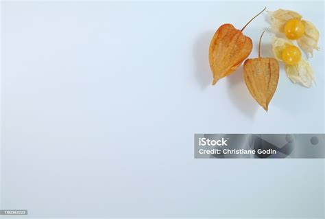 흰색 배경에 오렌지 톤의 평평한 레이아웃은 겨울 체리와 물리를 갈아 0명에 대한 스톡 사진 및 기타 이미지 0명 가을 건조한 Istock