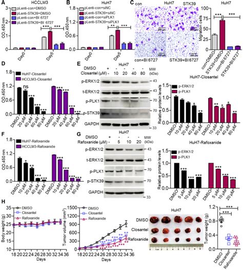 Stk39 Is A Novel Kinase Contributing To The Progression Of
