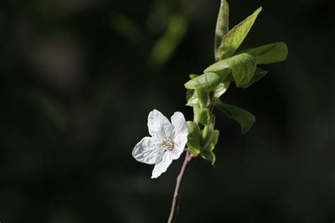 Cheewaporn Pupha Photos Pictures Download Free Images On Unsplash