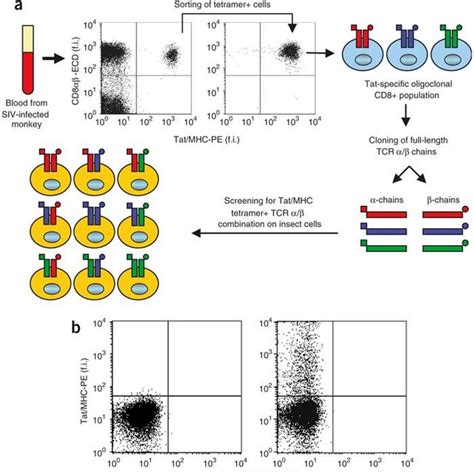 Pdf Engineered T Cell Receptor Tetramers Bind Mhc Peptide Complexes