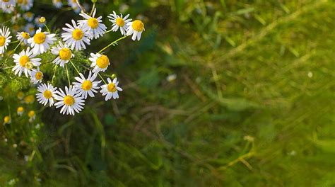Dazzling Sunlit Daisies Against A Hazy Grass Backdrop Photo Background
