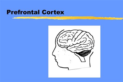 Ppt Adolescent Brain Development Powerpoint Presentation Free Download Id 4384807