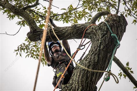 Tree Surgeon At Work Stock Image C050 0867 Science Photo Library