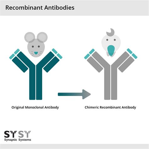 Recombinant Antibodies For Scientific Research