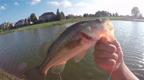 Bass Fishing Golf Course Ponds Youtube