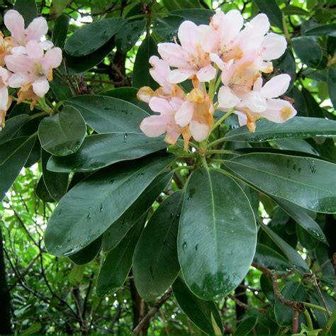 Jeli Arboretum Kam All You Need To Know Before You Go