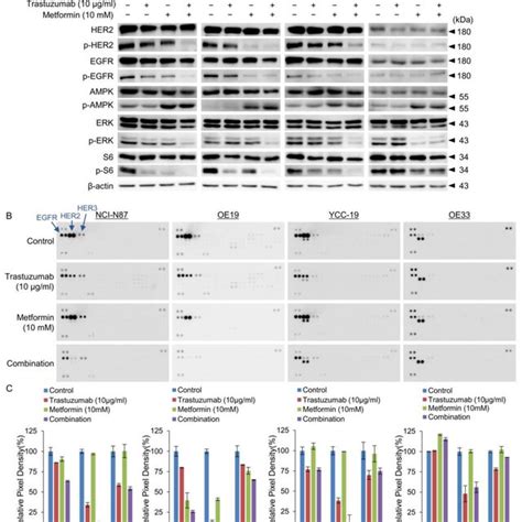 The Cellular Activity Of Trastuzumab Andor Metformin In Her2 Signal
