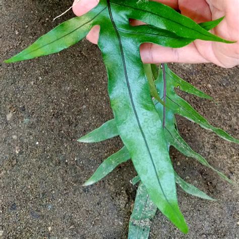 Plant Faqs Microsorum Diversifolium Lecanopteris Pustulata Subsp