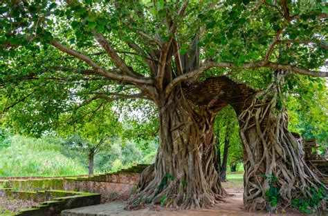 Types Of Tree Root Problems And How To Solve Them Texas Tree