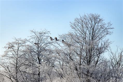 홋카이도 쿠시로에 있는 서리가 덮인 나무와 붉은 왕관크레인 0명에 대한 스톡 사진 및 기타 이미지 0명 Satoyama Scenery 겨울 Istock