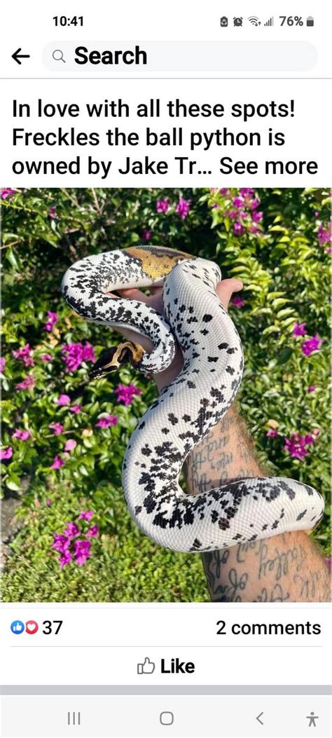 beautiful r ballpython