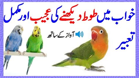 Khawab Mein Toota Dekhna Khawab Mein Totaparrot Dekhny Ki Tabeer