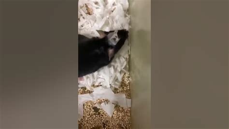 Mouse With Miniscope Baseplate Youtube