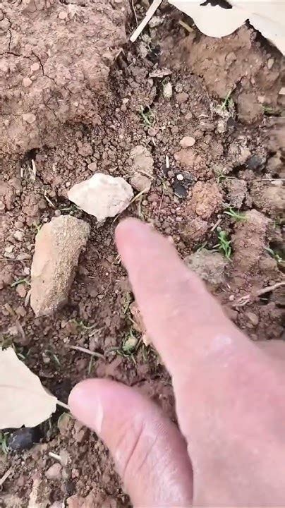 جوانه زدن گیاه خشخاش از خاک زومکشت Youtube