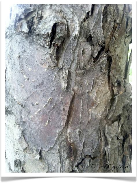 Crabapple Identify By Bark Boulder Tree Care Pruning And Tree
