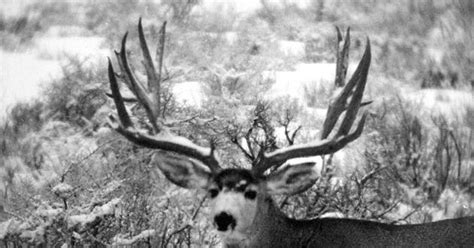 Wyoming Winter Range Report Eastmans Official Blog Mule Deer Antelope Elk Hunting And