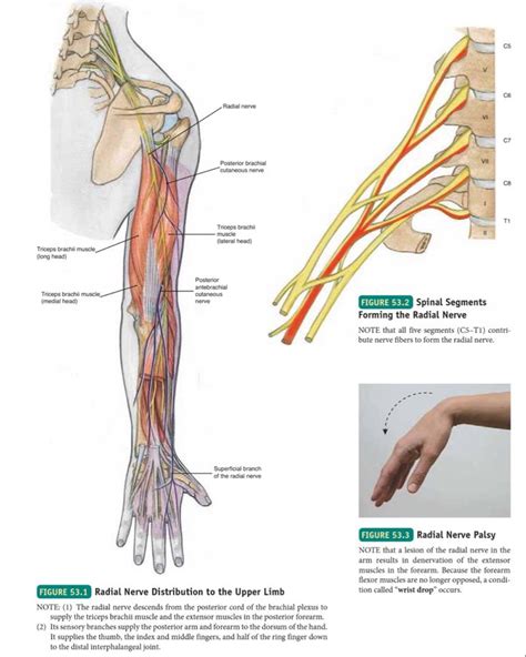 Radial Nerve Distribution Spinal Segments And Radial Nerve Palsy Анатомия