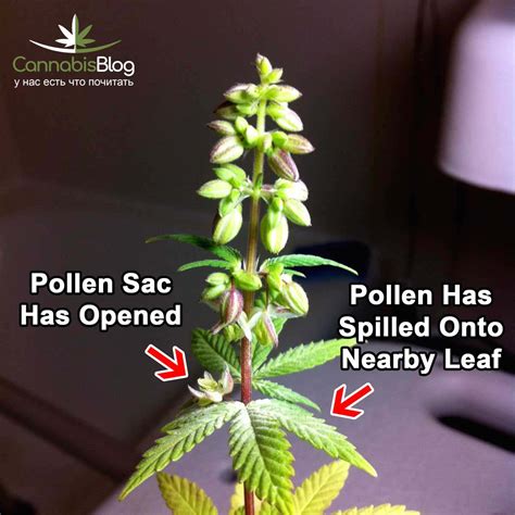 Как определить пол растений конопли Cannabisblog