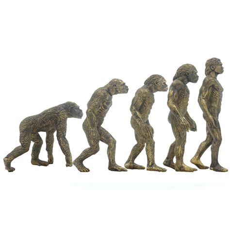 Ramapithecus Australopithecus Homo Habilis Homo Erectus Ape Man Figure