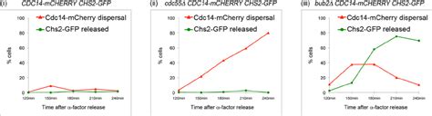 Premature Men But Not Fear Activation In Noc Treated Cells Can Cause Download Scientific