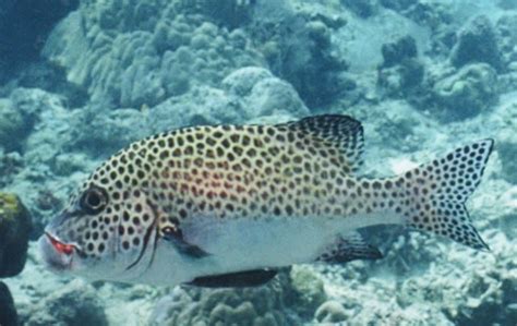 お魚図鑑イサキヒメジの仲間 ナイスダイブプーケット