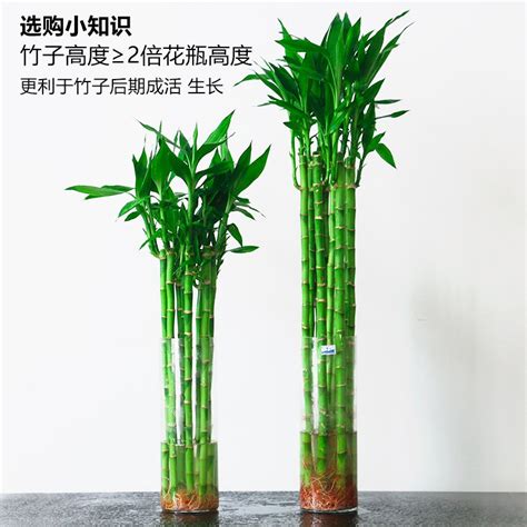 水竹的功效与作用图片 灯心草的效与作用 农村的竹叶草图片 大山谷图库
