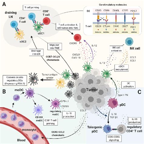 Figure 1 From The Role Of Dendritic Cells In Tumor Microenvironments