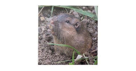 Pocket Gopher Ceramic Tile Zazzle