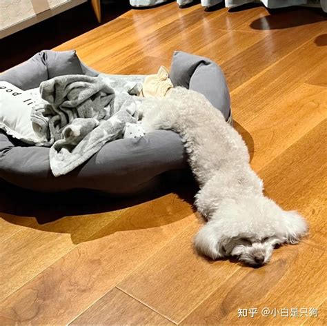 狗狗养没养熟的差别，网友：太真实了！ 知乎