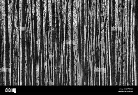 Multiple Trunks Tree Black And White Stock Photos Images Alamy