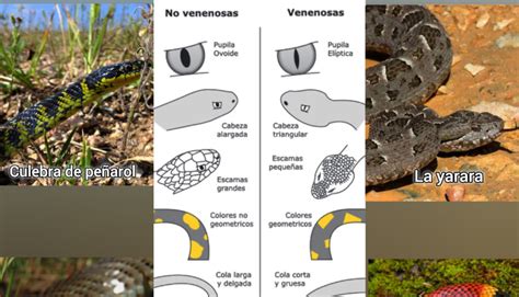 Cómo Identificar Serpientes Venenosas Y Las No Venenosas Diario La R