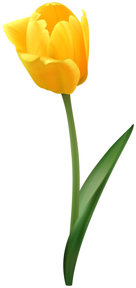Yellow Tulip Clipart Clip Art Library Vrogue Co