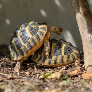 How To Determine The Sex Of A Tortoise Tips For Accurate Identification The Tortoise Shop