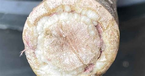 Plumeria Callus Formation The Key To Successful Propagation