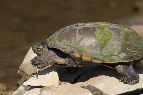 Yellow Mud Turtle Colorado Parks And Wildlife