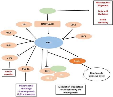 Sirtuin Inhibitors Sirtuin Signaling Pathway Boc Sciences