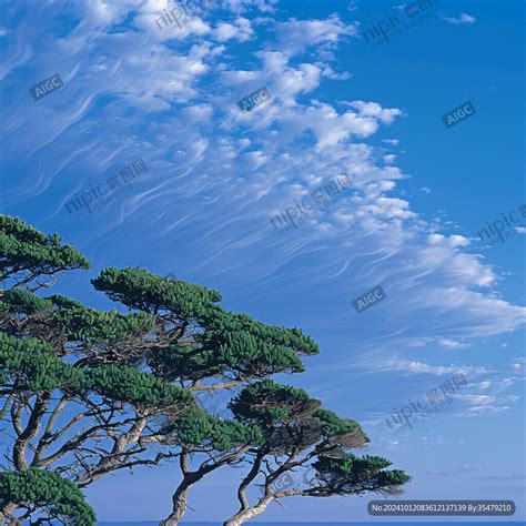 Ai创作图蓝天白云松树 奇景松树松石 世界柏树之冠 树木松树松柏 天空云彩树 松柏松树柏树 柏树图片 松树奇松树木绿树 天空云彩树梢 松树 天空丝状云 松树大图 奇松怪柏 沟壑小松树 高清柏树