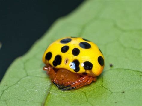 Top 10 Insect Mimics Hubpages