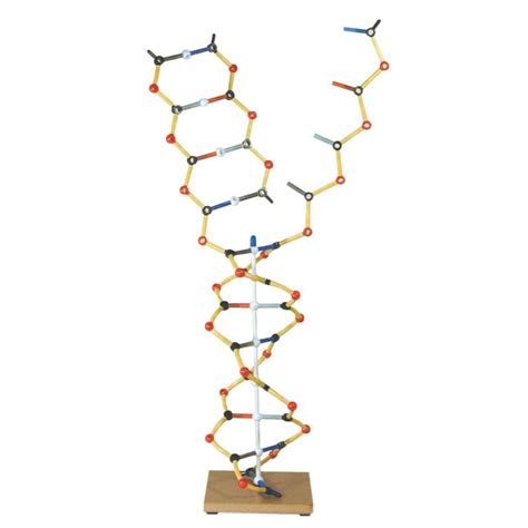 3b Dna Rna Model Uk