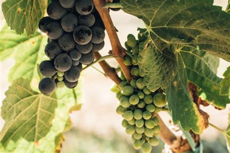 Agro Climate Indicators Identify Future Climate Effects
